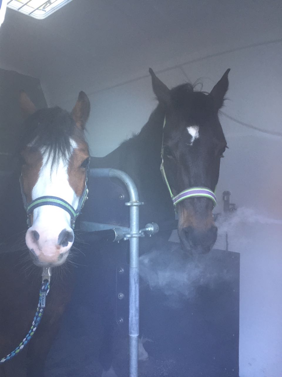 Ihr Partner für die Pferdeinhalation ⋆ Animal Inhalation