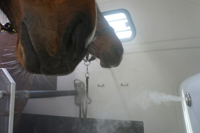 Wie atmet ein Pferd? Das Atmungssystem des Pferdes auf einen Blick ⋆ ...