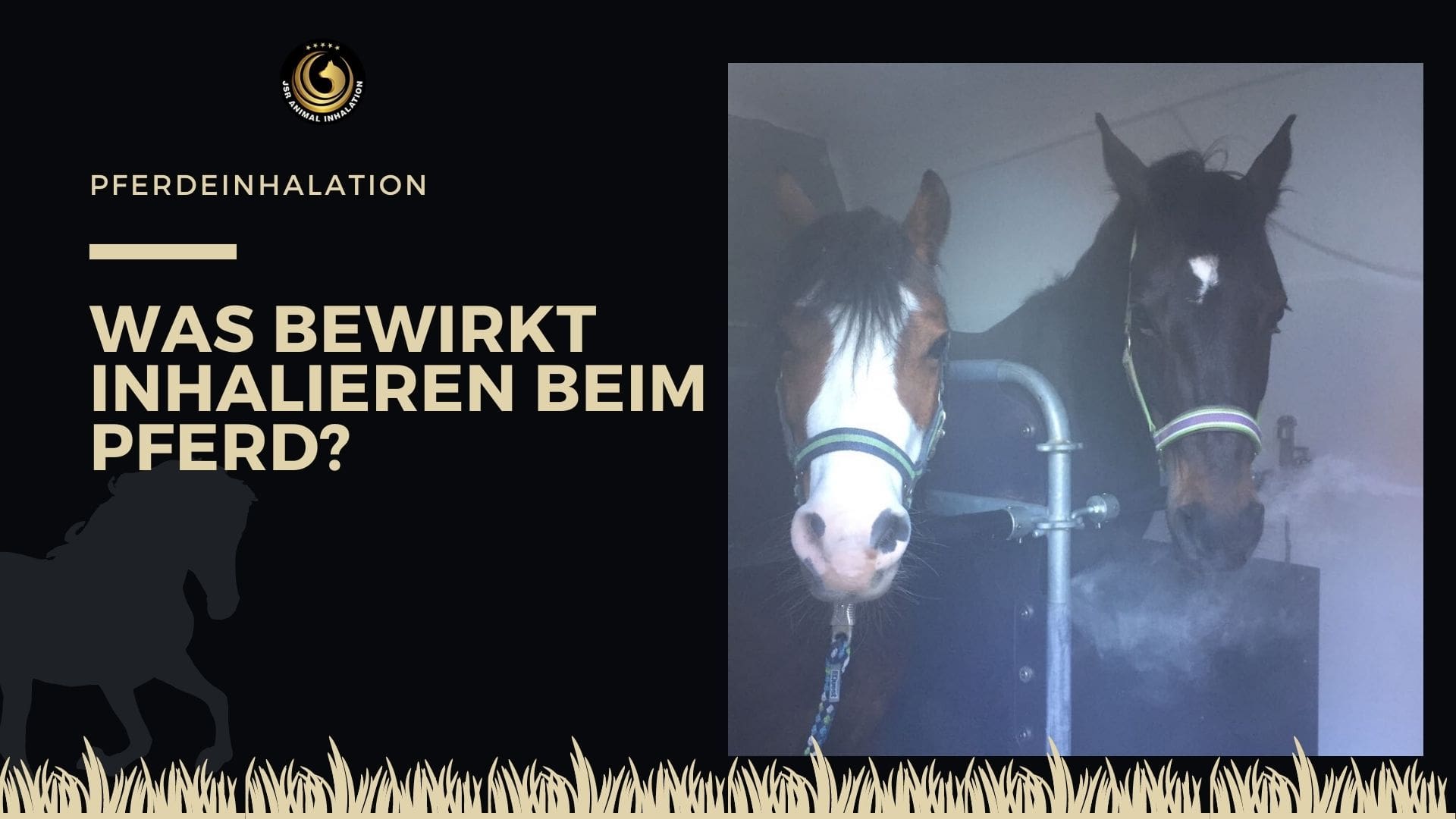Was bewirkt Inhalieren beim Pferd? ⋆ Animal Inhalation
