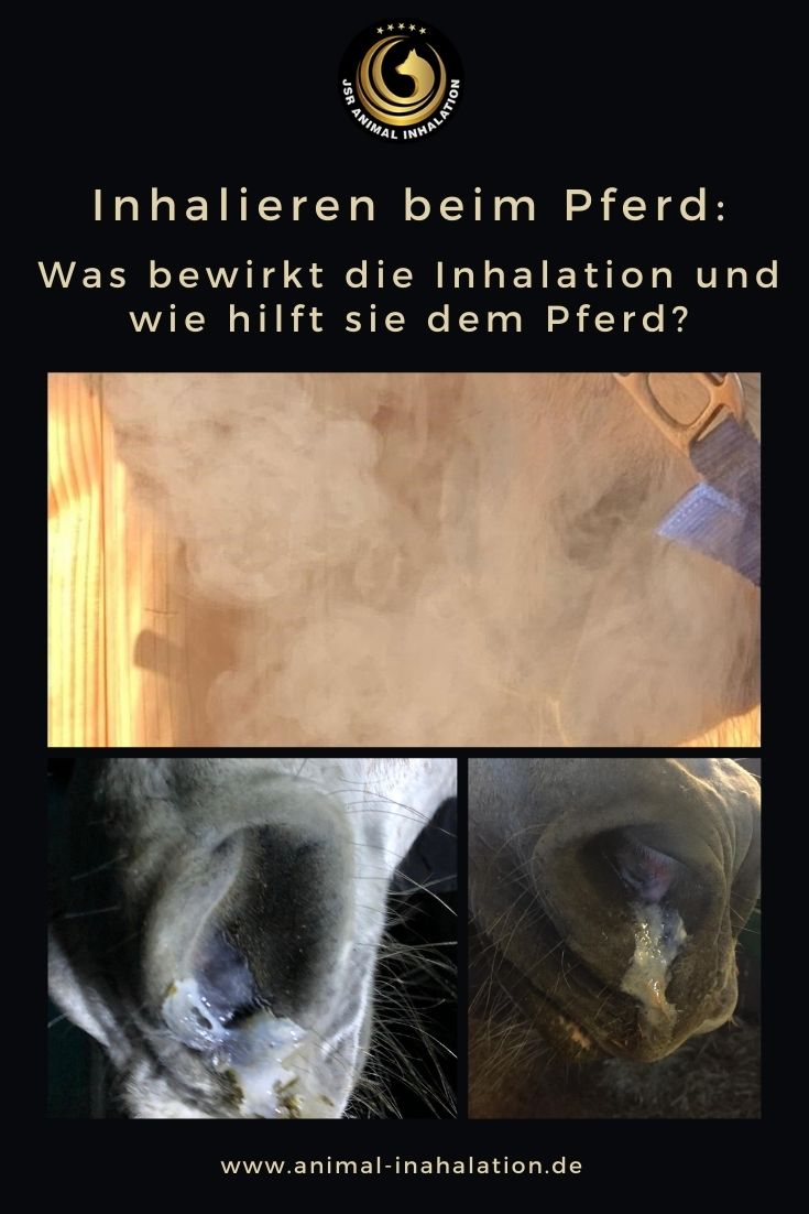 Was bewirkt Inhalieren beim Pferd? ⋆ Animal Inhalation