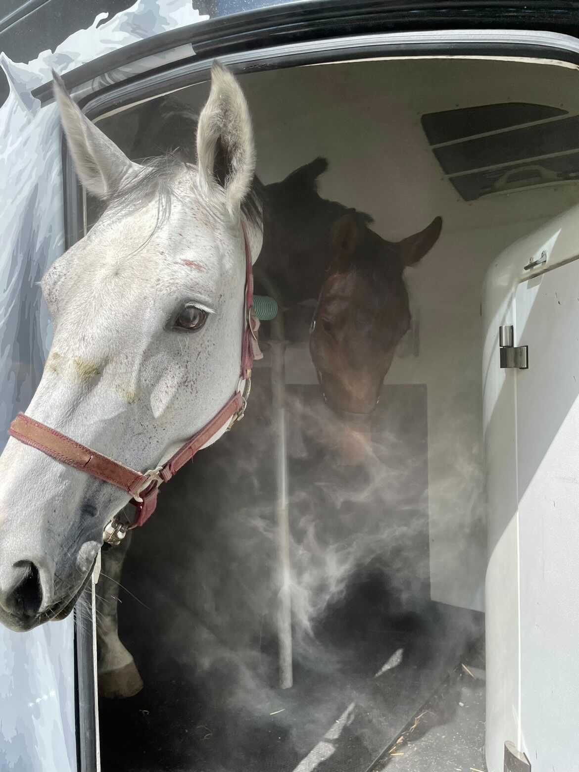 Kundenbilder ⋆ Animal Inhalation